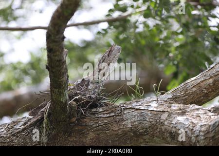 Papuan frogmouth (Podargus papuensis) in Papua new guinea Stock Photo ...
