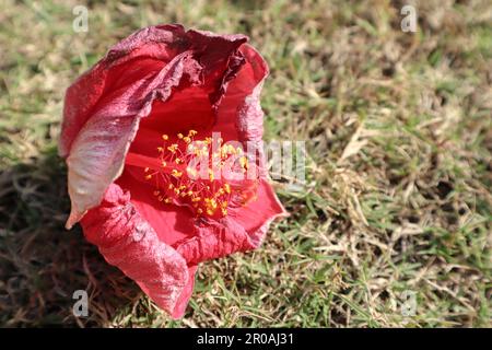 Withered Hibiscus flower. Withered petals of pink hibiscus. Spots on ...