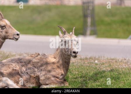 Bighorn Sheep herd seen in the mountain town in spring time. Spotted in ...