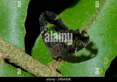 Planthopper, Ricaniidae Family, with semi-transparent wing shadow on ...