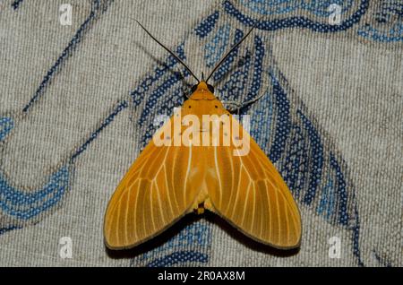 Noctuoid Moth, Asota egens, Klungkung, Bali, Indonesia Stock Photo - Alamy