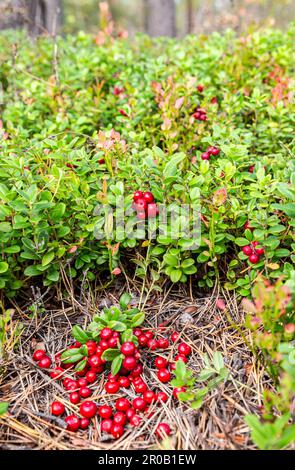 Red ripe cowberry also known as lingonberry grow in the forest. A ...
