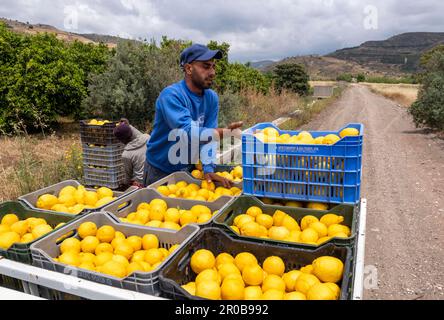 Workers harvesting lemons from a citrus grove at Agia Vavara, Paphos ...