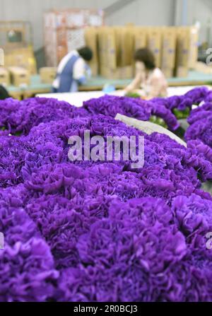 This photo shows blue carnation flowers "Moondust" at a flower shop in ...