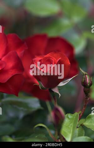 Chinese roses in bloom in a bush seen up close Stock Photo - Alamy