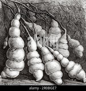 Japanese crosne Stachys affinis tubers rhizome root vegetable (Stachys ...