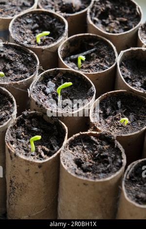 Macro closeup of growing sugar snap pea plant leaves in spring garden ...