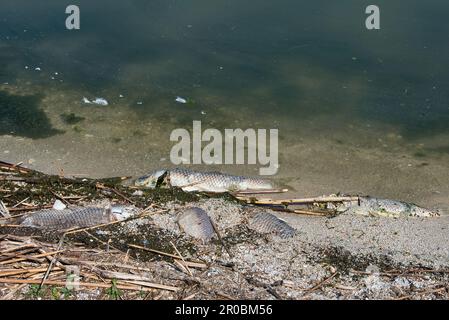 dead fish in Lake Karla due to water shortage, effects of water ...