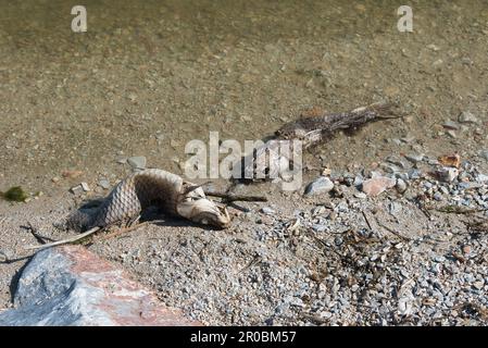 dead fish in Lake Karla due to water shortage, effects of water ...