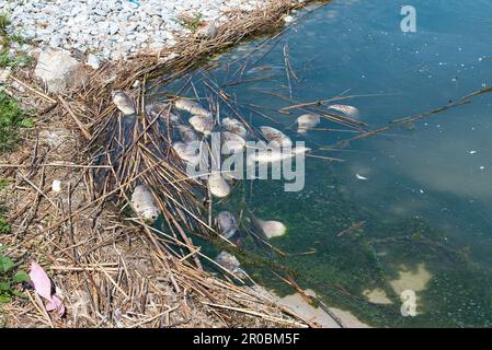 dead fish in Lake Karla due to water shortage, effects of water ...