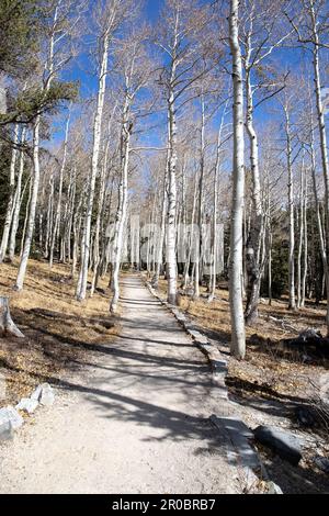 Trail through birch trees at Great Basin National Park Stock Photo - Alamy