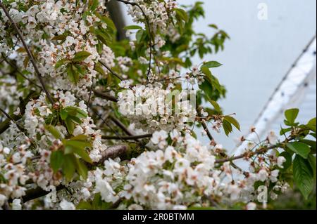 Bird protection net for Cherry trees Stock Photo - Alamy