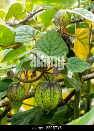 detail of Cape gooseberry or goldenberry fruits (Physalis peruviana ...