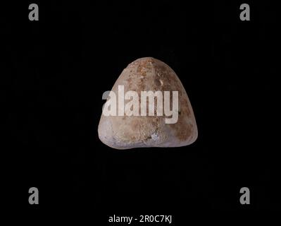 Fossil Echinoids, Conulus Albogalerus, One of four fossil echinoids ...