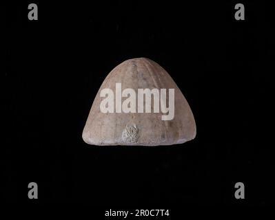 Fossil Echinoids, Conulus Albogalerus. One of four fossil echinoids ...