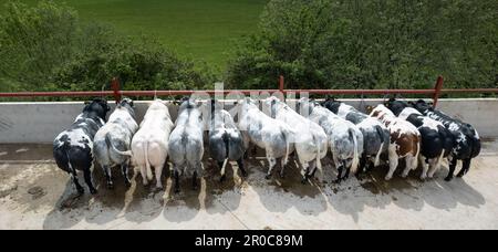 British Blue bulls prepared for a sale. Hereford, UK Stock Photo - Alamy