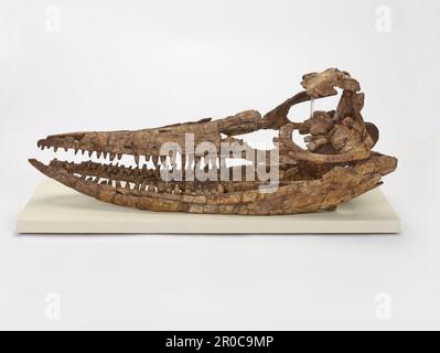 Ichthyosaur (Protoichthyosaurus prostaxalis) 3D fossil skeleton ...