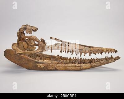 Ichthyosaur (Protoichthyosaurus prostaxalis) 3D fossil skeleton ...