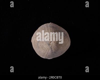 Fossil Echinoids, Conulus Albogalerus. One of four fossil echinoids ...