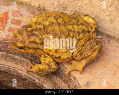 Spiny Toad (Bufo spinosus) Amphibia Stock Photo - Alamy