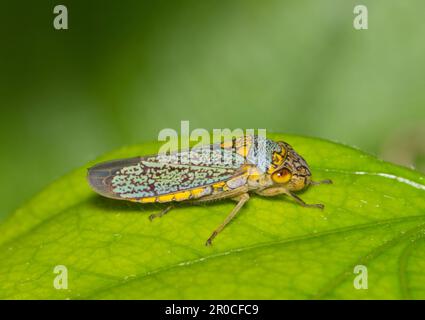 A Broad-headed Sharpshooter (Oncometopia orbona) perches on the end of ...