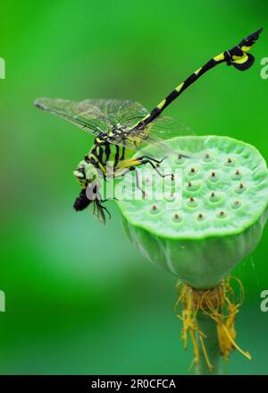 dragonfly lands on a lotus pod Stock Photo - Alamy