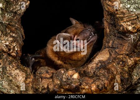 noctule bat Nyctalis noctua close up in tree hole Stock Photo - Alamy