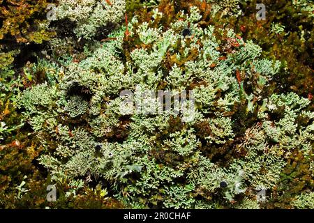Bunodophoron melanocarpum is a fruticose lichen found among moss on ...