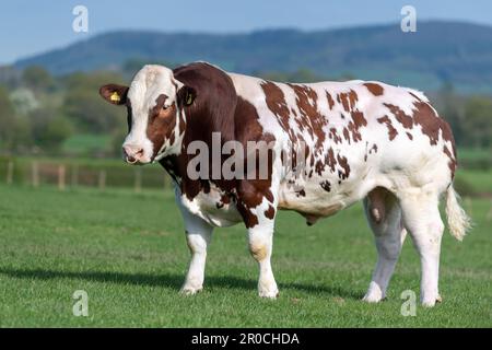 British Blue bull in field. British Blues are a double muscled beef ...