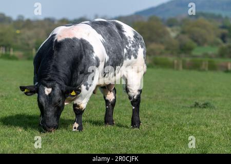 British Blue bull in field. British Blues are a double muscled beef ...