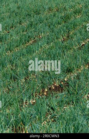 Rows of onion growing in a field Chiriqui, Panama, Central America ...