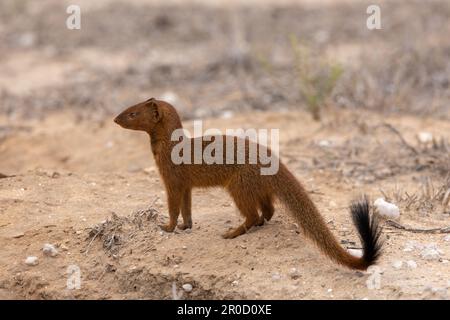 Common Slender Mongoose Africa; Herpestes sanguineus, aka Black tipped ...