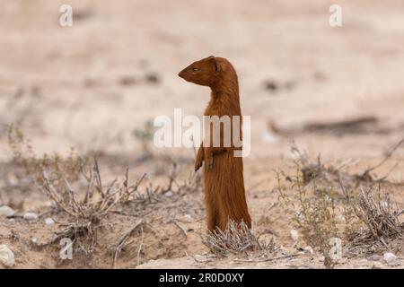 Common Slender Mongoose Africa; Herpestes sanguineus, aka Black tipped ...