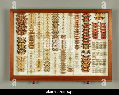 Natural History. Drawers containing specimens of insects Stock Photo ...