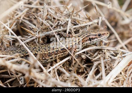 Common lizard basking (Zootoca vivipara) Ashdown forest, Sussex, UK ...
