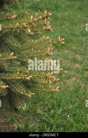 Beautiful tall pine tree isolated on white background Stock Photo - Alamy