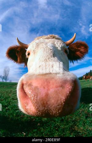 A closeup shot of a cow in grassland Stock Photo - Alamy