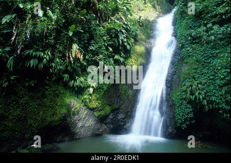 Fontainbleu Wasserfall, Grand Etang Forest Reserve Grenada Stock Photo ...