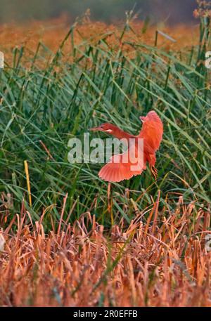 Cinnamon bittern (Ixobrychus cinnamomeus) in flight, Sulawesi ...