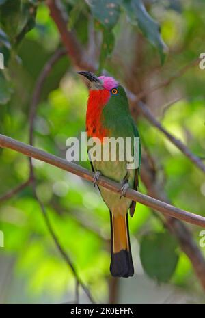 Red-bearded Bee-eater (Nyctyornis amictus) adult male perched on vine ...