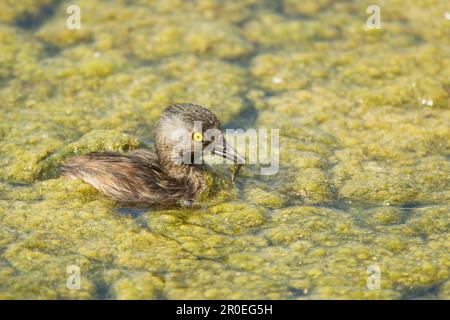 Least Grebe (Tachybaptus dominicus) adult, foraging, swimming amongst ...