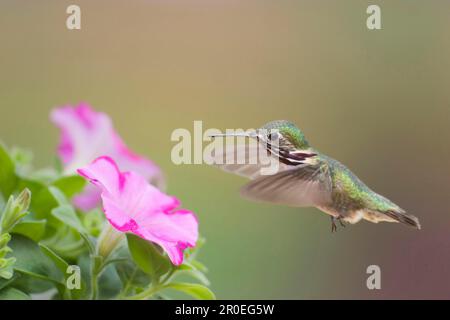 Calliope Hummingbird - Stellula calliope - Adult male Stock Photo - Alamy