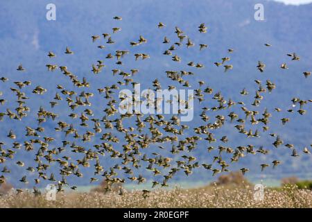Willow Sparrow, spanish sparrows (Passer hispaniolensis), Songbirds ...