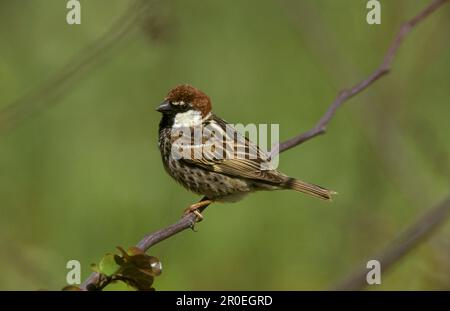 Spanish sparrow male Stock Photo - Alamy