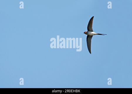 Crested tree swift, Crested treeswift (Hemiprocne coronata), adult in ...