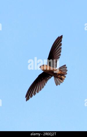 Edible-nest swiftlet, Aerodramus fuciphagus, and nest of saliva, used ...
