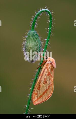 Ghost moth, Hop rootworm, Ghost moth, Ghost moths (Hepialidae ...