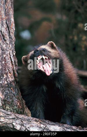 photo of a wolverine with its mouth open Stock Photo - Alamy