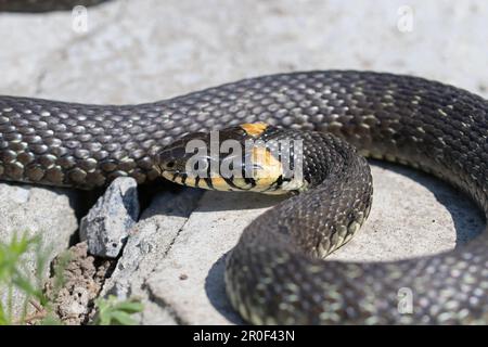 Grass snake on the garden path. Not a poisonous snake. Lithuania Stock ...
