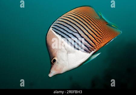White-face Butterflyfish (Chaetodon mesoleucos), Djibouti, Afar ...